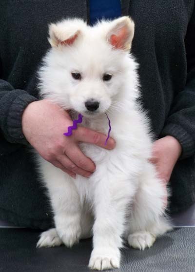 SureFire Shepherds - Puppies Available